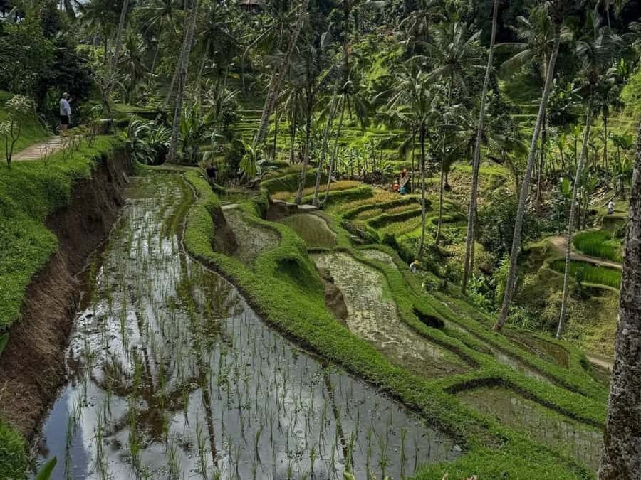 Bali: 3-Day Honeymoon Tour W/Private Car & Customize Tour - What Makes This Tour Stand Out?