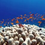 Bali/Amed: Underwater Temple Snorkeling Experience - Authentic Experiences in a Beautiful Setting