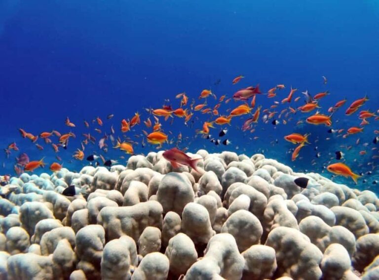 Bali/Amed: Underwater Temple Snorkeling Experience - Authentic Experiences in a Beautiful Setting