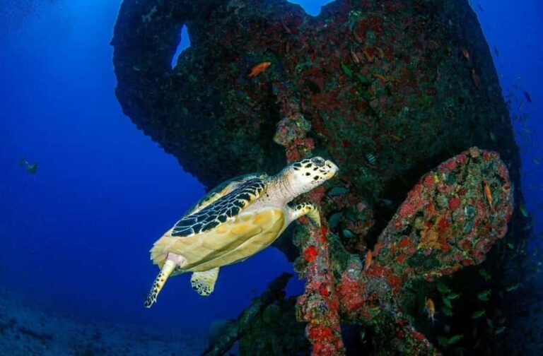 Bali, Amed: Wreck Diver Specialty & Kayak Adventure - Practical Details: Transportation, Group Size, and Cost