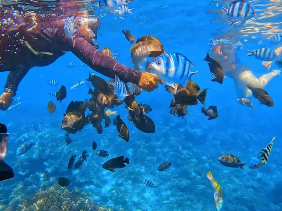 Bali: ATV Ride and Snorkeling Tour with Hotel Transfer - The Practical Details