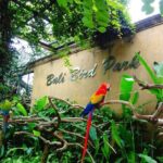 Bali Bird Park Admission Pass - What You Can Expect: The Itinerary Breakdown