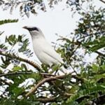 Bali: Bird Village, Batukaru Temple & Rice Terraces Tour - Why This Tour Offers Real Value