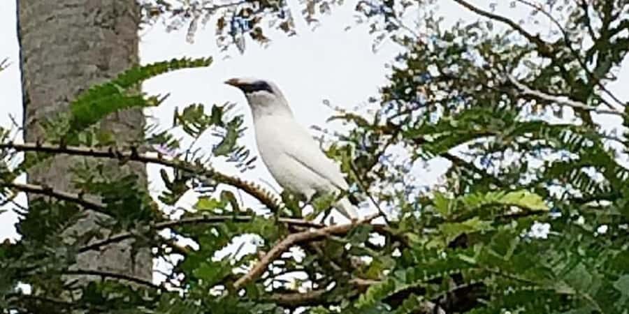 Bali: Bird Village, Batukaru Temple & Rice Terraces Tour - Why This Tour Offers Real Value