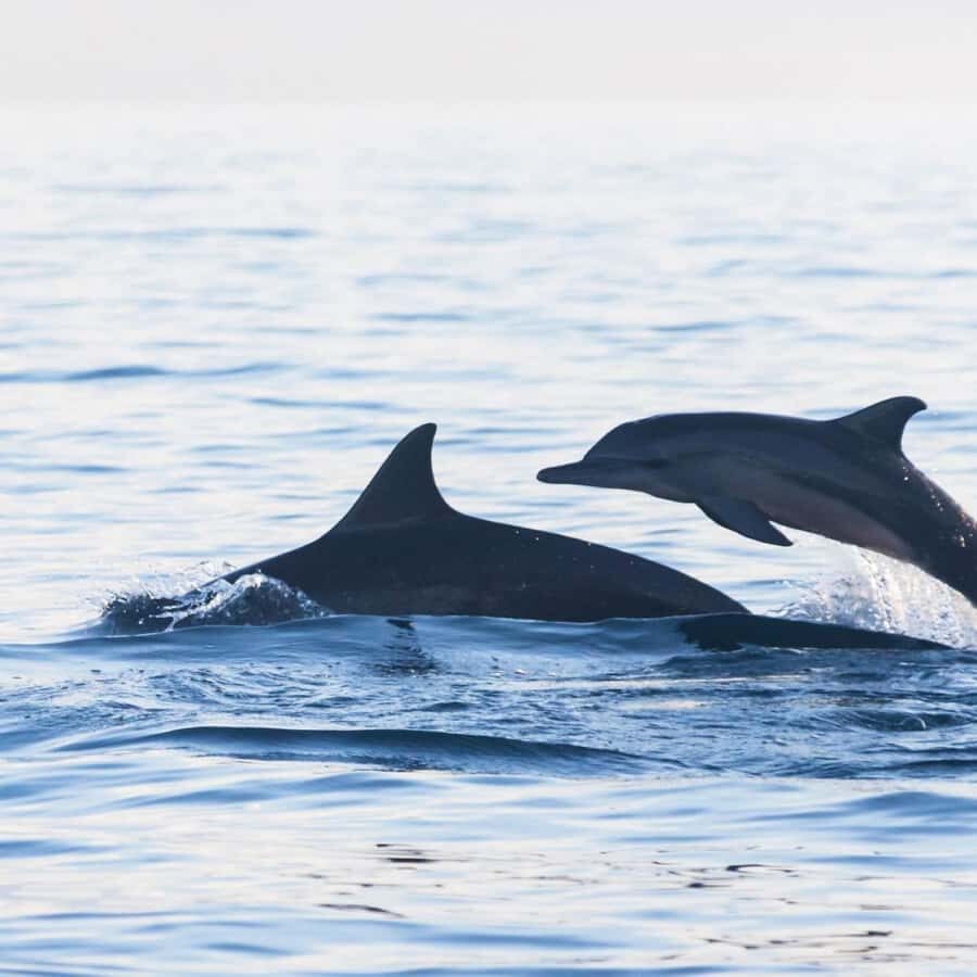 Bali Bliss: Dolphin Lovina Private Expedition - The Sum Up