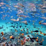 Bali: Blue Lagoon and Tanjung Jepun Snorkeling Tour - Who Will Love This Tour?