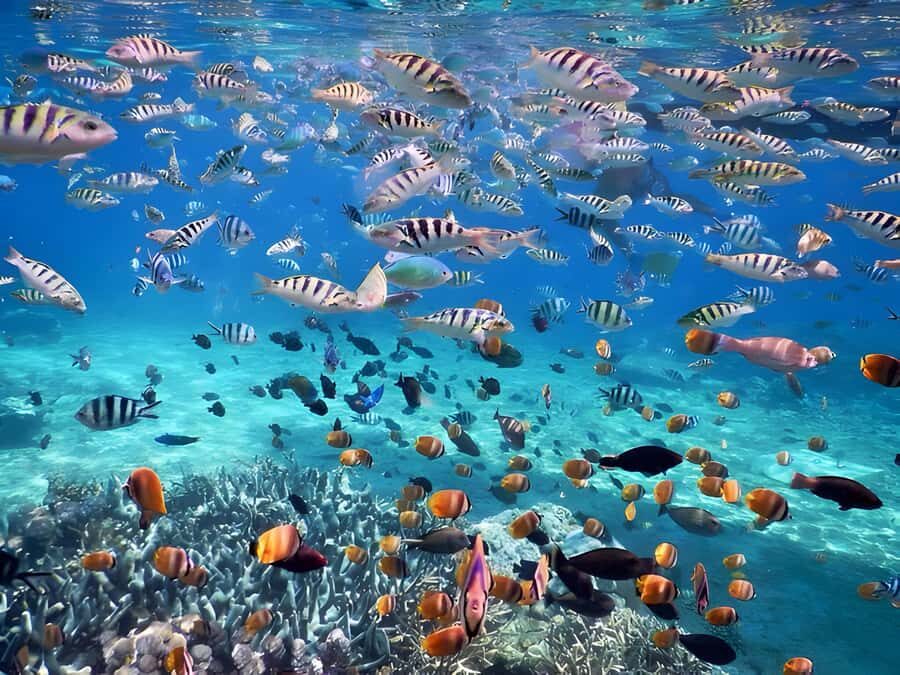 Bali: Blue Lagoon and Tanjung Jepun Snorkeling Tour - Who Will Love This Tour?