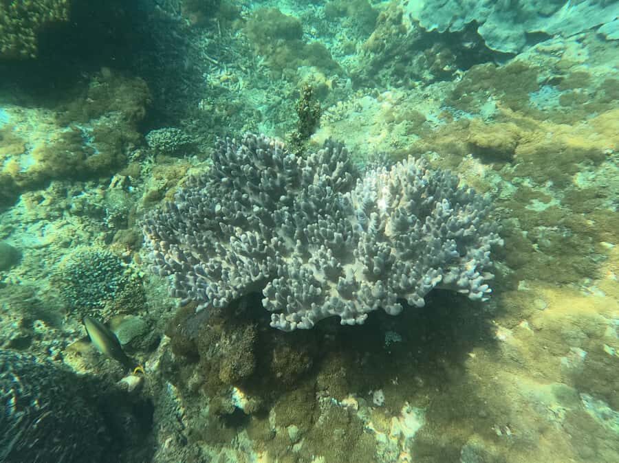 Bali: Blue Lagoon Snorkeling With GoPro Capture & Transfers - Who Will Love This Tour?