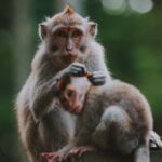 Bali: Customised Ubud Full Day Trip With Private Car, Driver - What Youll Love About It