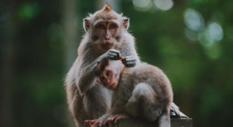 Bali: Customised Ubud Full Day Trip With Private Car, Driver - What Youll Love About It