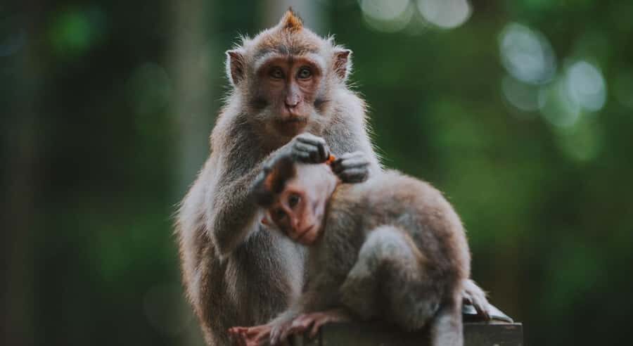 Bali: Customised Ubud Full Day Trip With Private Car, Driver - What Youll Love About It