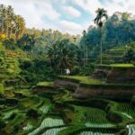 Bali: Day Trip Ubud and Tegallalang Rice Terrace Tour - What to Expect on the Day