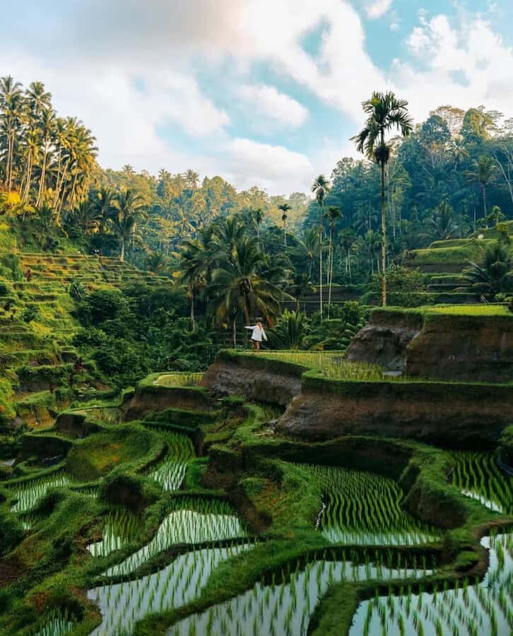 Bali: Day Trip Ubud and Tegallalang Rice Terrace Tour - What to Expect on the Day
