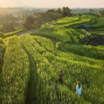 Bali: Discover Jungle Waterfalls and Rice Terraces - Walking Through Bali’s Iconic Rice Terraces