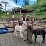 Bali: Farm House Pancasari & Strawberry Picking Tour - Farm House Pancasari: A Family-Friendly Animal Encounter