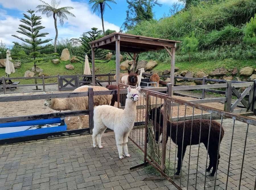 Bali: Farm House Pancasari & Strawberry Picking Tour - Farm House Pancasari: A Family-Friendly Animal Encounter