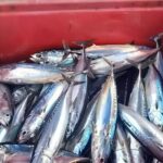 Bali Fishing Charter Private Boat - What’s Included and What’s Not