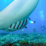 Bali: Full-Day Snorkeling Trip to Nusa Penida & Manta Point - What You Can Expect on the Day