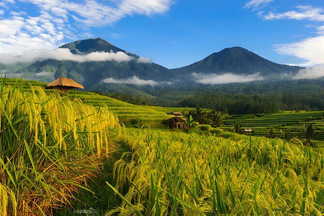 Bali Full-Day UNESCO Rice Terrace Tour by VW Safari Classic Car - What’s Included and What’s Not