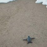 Bali: Glass Bottom Boat & Turtle Conservation Tour - Detailed breakdown of the itinerary