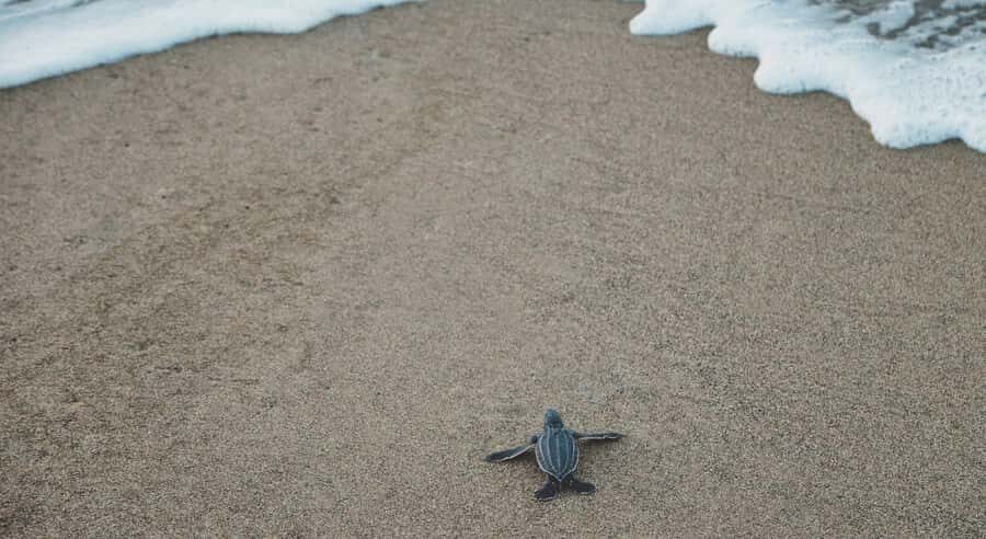 Bali: Glass Bottom Boat & Turtle Conservation Tour - Detailed breakdown of the itinerary