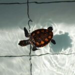 Bali: Horse Riding & Turtle Release Experience at Saba Beach - Deep Dive into the Itinerary