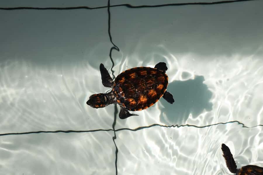 Bali: Horse Riding & Turtle Release Experience at Saba Beach - Deep Dive into the Itinerary