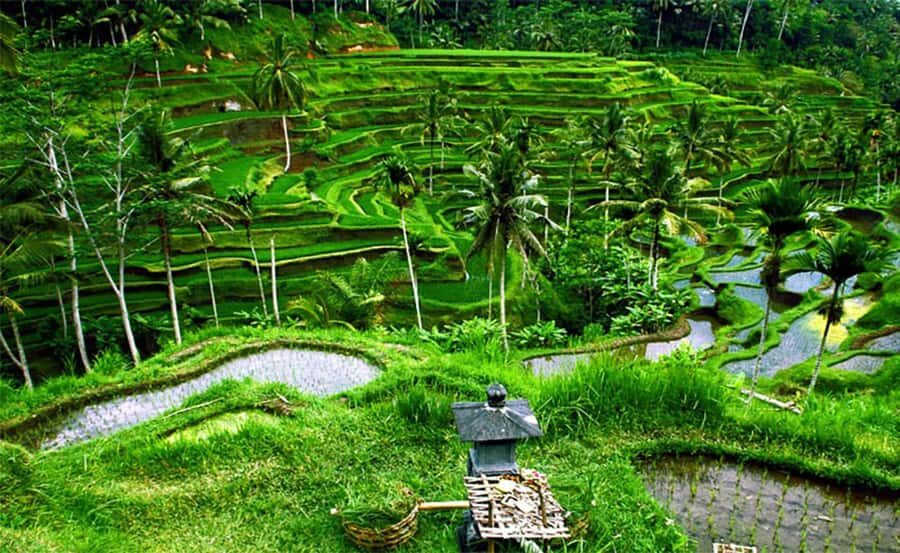 Bali Instagenic Tour - What Makes This Tour Stand Out?
