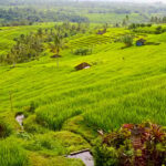 Bali: Jatiluwih Rice Terraces 1 Hour Electric Bike Tour - The Itinerary: What You Can Expect