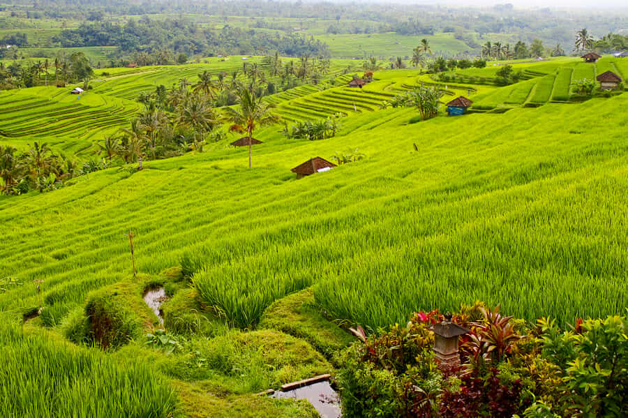 Bali: Jatiluwih Rice Terraces 1 Hour Electric Bike Tour - The Itinerary: What You Can Expect