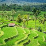 Bali: Jatiluwih, Ulun Danu Beratan, Handara, and Leke Leke - Practicalities: What You Need to Know
