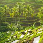 Bali: Kintamani Volcano, Monkey Forest & Rice Terrace Tour - Exploring Bali’s Rice Terraces & Jungle Swings
