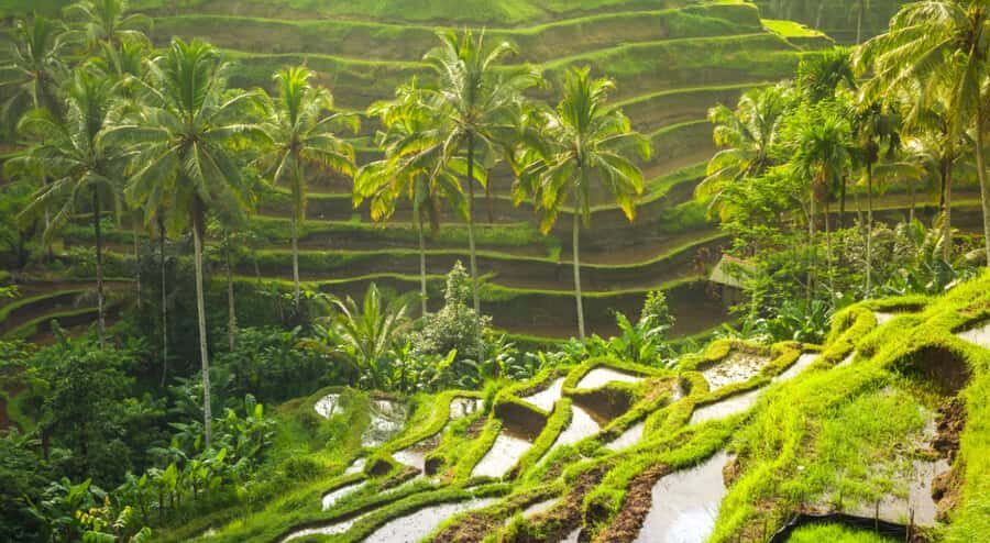 Bali: Kintamani Volcano, Monkey Forest & Rice Terrace Tour - Exploring Bali’s Rice Terraces & Jungle Swings