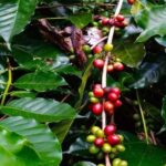 Bali: Lempuyang Temple Day Tour - Gate of Heaven - The Logistics: How the Day Unfolds