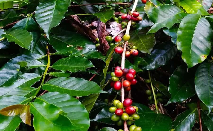 Bali: Lempuyang Temple Day Tour - Gate of Heaven - The Logistics: How the Day Unfolds