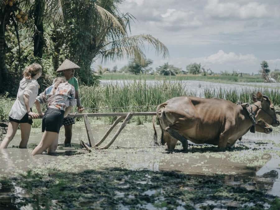 Bali: Local Village and School Tour with Lunch - Who Will Enjoy This Tour?