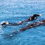 Bali/Lovina: Dolphin Snorkeling, Swimming & Waterfall Tour - The Value and Practical Considerations