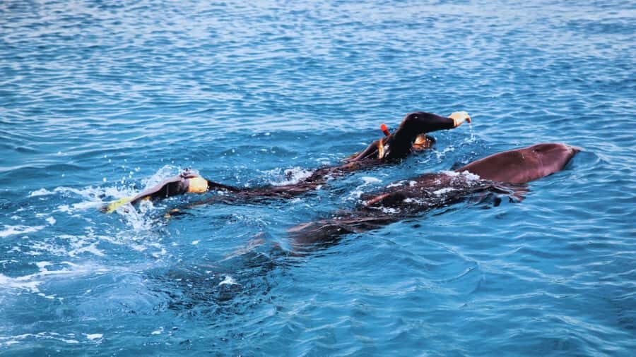 Bali/Lovina: Dolphin Snorkeling, Swimming & Waterfall Tour - The Value and Practical Considerations