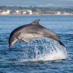 Bali: Lovina Dolphin Watching and Snorkeling Tour - The Practicalities