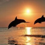 Bali: Lovina Sunrise Dolphin Watching And Snorkeling Tour - Authentic Feedback from Travelers