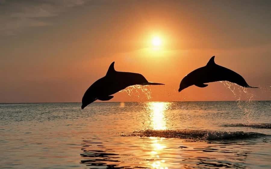 Bali: Lovina Sunrise Dolphin Watching And Snorkeling Tour - Authentic Feedback from Travelers