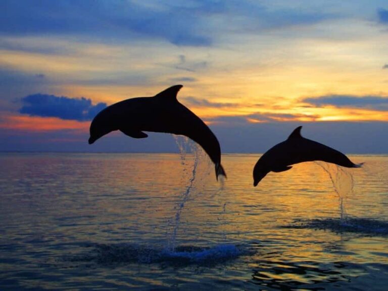 Bali: Lovina Swimming With Dolphine & Snorkeling Tour - Exploring the Details of the Tour