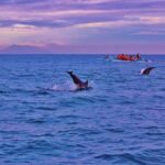 Bali: Lovina tour to see dolphin - Practical Aspects and Value