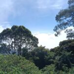 Bali: Mount Catur Trek from Pelaga and finish at Bedugul - Why This Trek Is a Good Investment