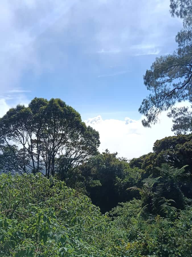 Bali: Mount Catur Trek from Pelaga and finish at Bedugul - Why This Trek Is a Good Investment