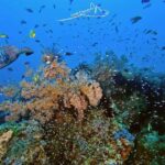 Bali/Nusa Penida: 3 Fun Dives to Manta Point, Mola & Reef - What to Expect: The Experience in Detail