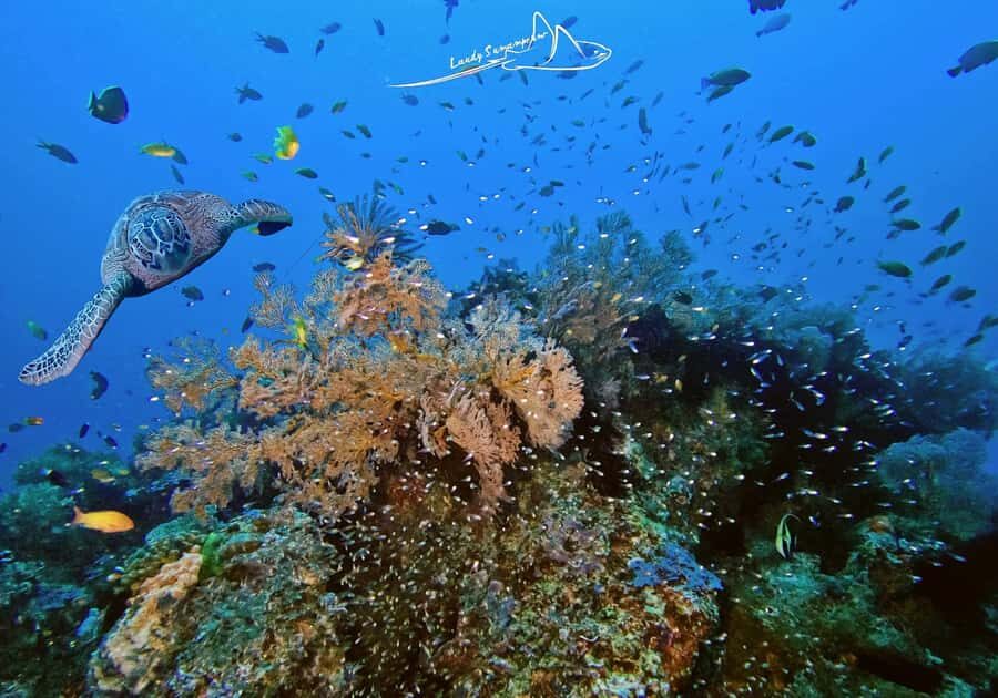 Bali/Nusa Penida: 3 Fun Dives to Manta Point, Mola & Reef - What to Expect: The Experience in Detail