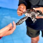 Bali: Nusa Penida: Turtle Conservation, Massive Cave Temple - Exploring the Itinerary in Detail