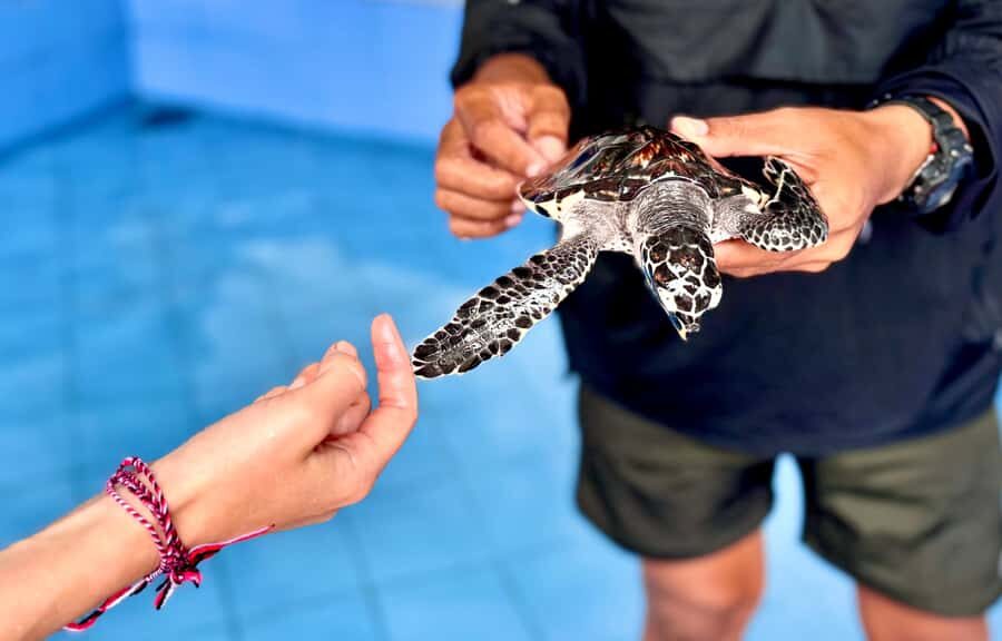 Bali: Nusa Penida: Turtle Conservation, Massive Cave Temple - Exploring the Itinerary in Detail