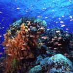 BALI: PADANG BAI DIVE TRIP WITH HOTEL TRANSFERS & LUNCH - Who Should Consider This Tour?